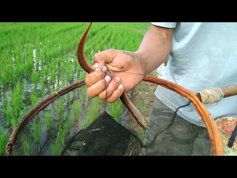 Mancing Belut - Mancing Ambyar Terbaru - Ngurek Belut