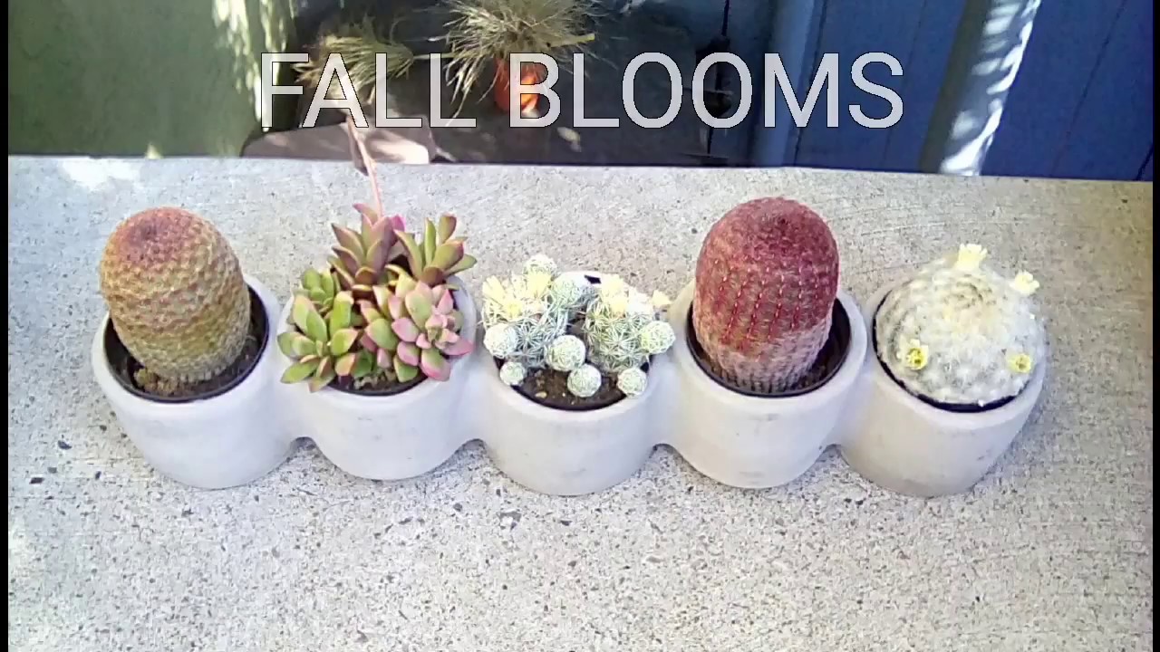 Fall Blooming Cactus - YouTube