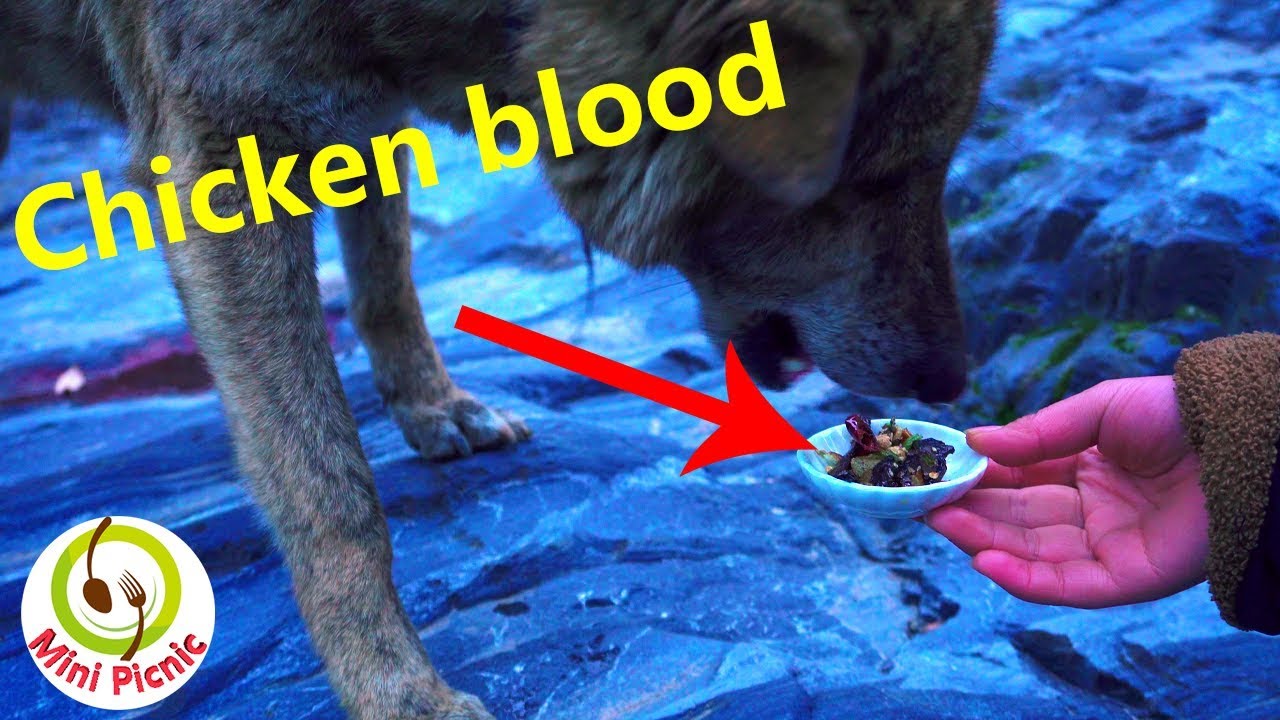 Is Chicken Blood Good For Dogs