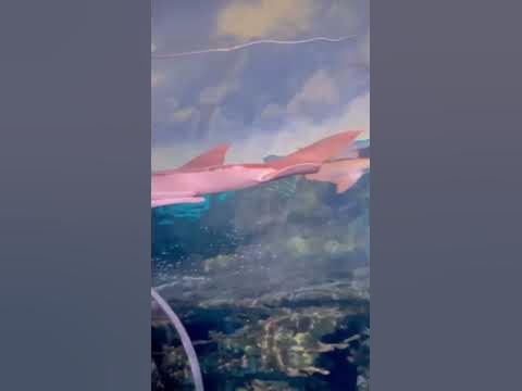 Sawfish Ripley's Aquarium- Gatlinburg, Tennessee - YouTube
