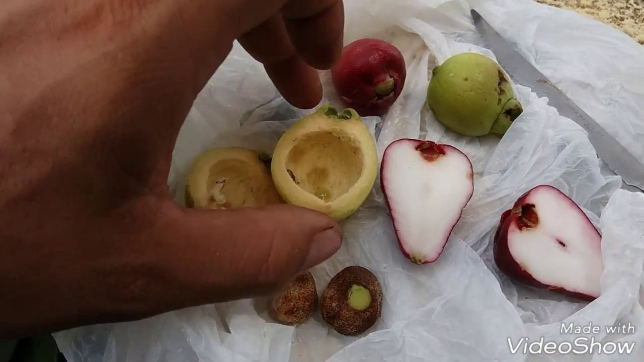 Diferença entre jambo amarelo e jambo vermelho - YouTube