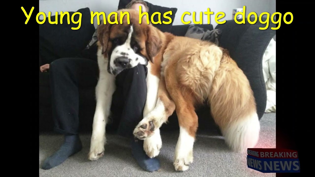 Young man has very cute doggo - YouTube