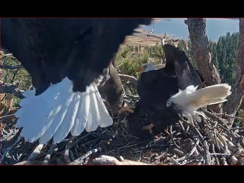 12-04-22 Big Bear Lake Bald eagles; Jackie and Shadow's busy morning of ...