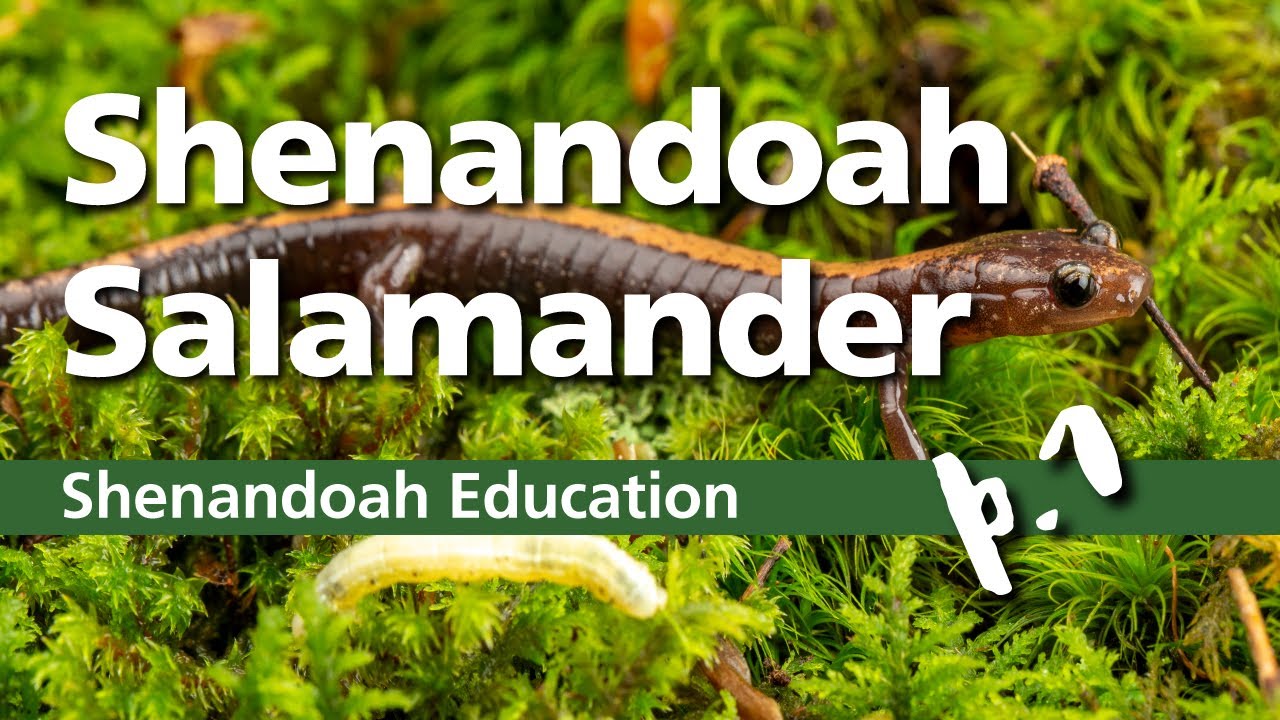 Shenandoah Salamander - Part 1 - YouTube