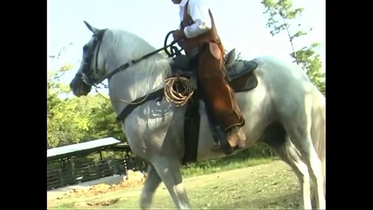 MI CABALLO PRINCIPE - STEVEN SERNA - YouTube
