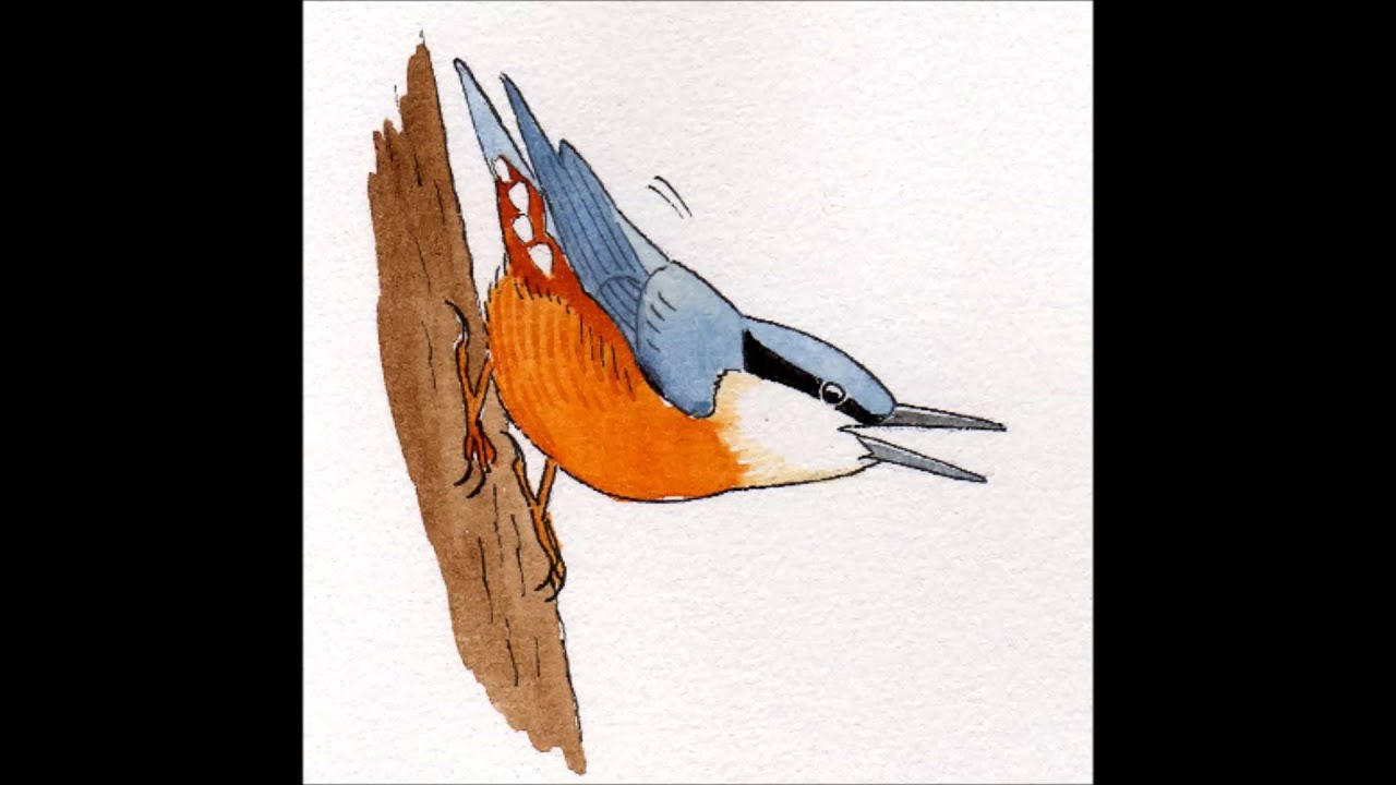 APPRENDRE LES CHANTS D'OISEAUX - 11: La Sittelle torchepot - YouTube