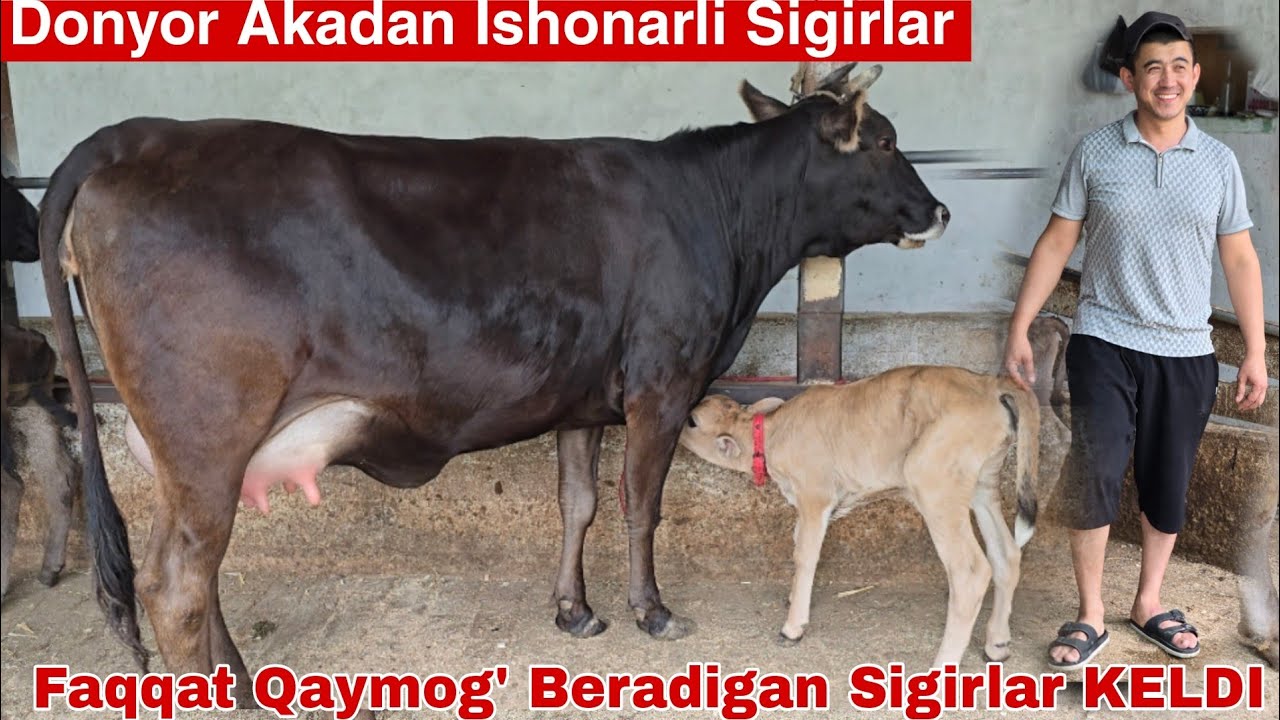 Donyor AKA NARXLARNI TUSHIRVORDI Sigirlar ARZON - YouTube