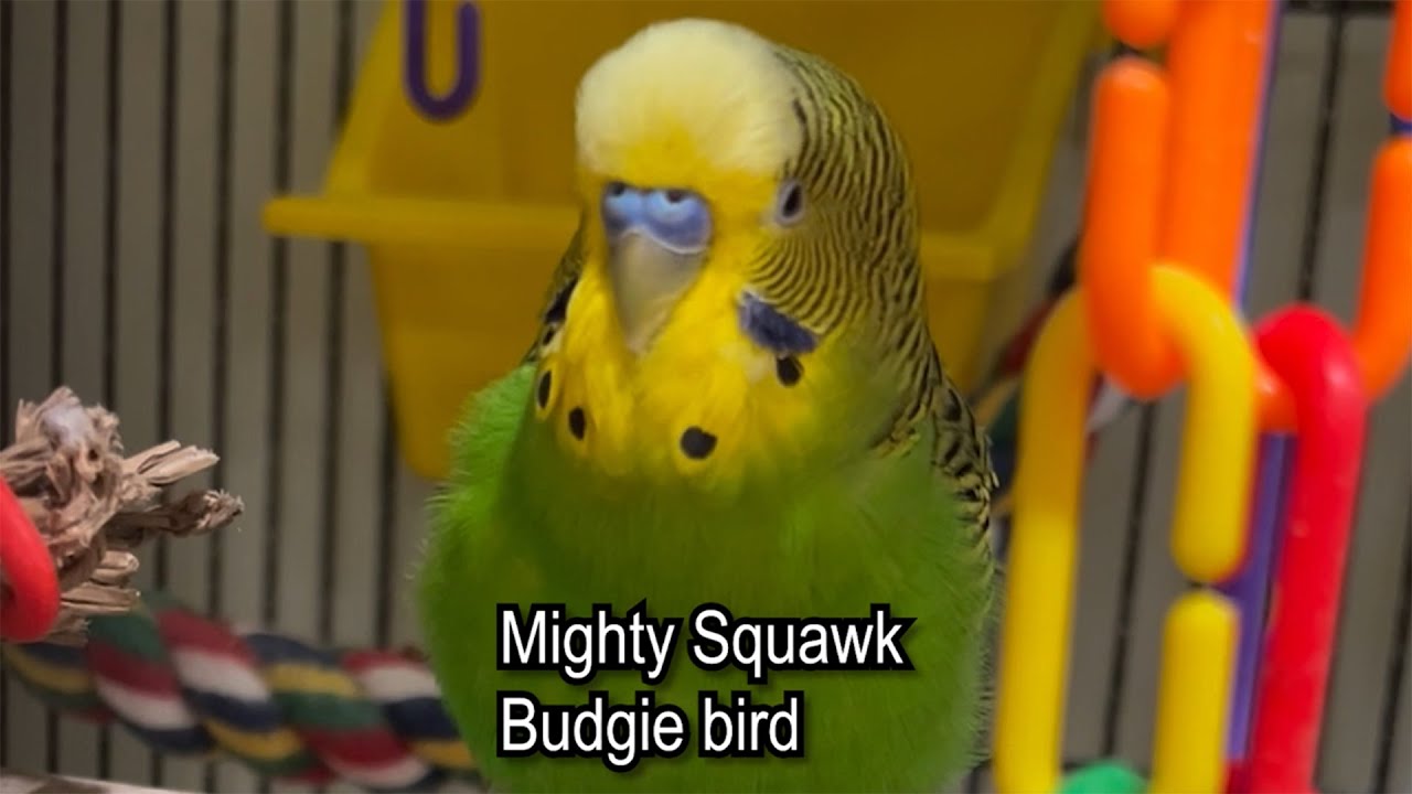 Mighty Squawk Budgie Bird! - Boba the Budgie - Talking Parakeet - YouTube
