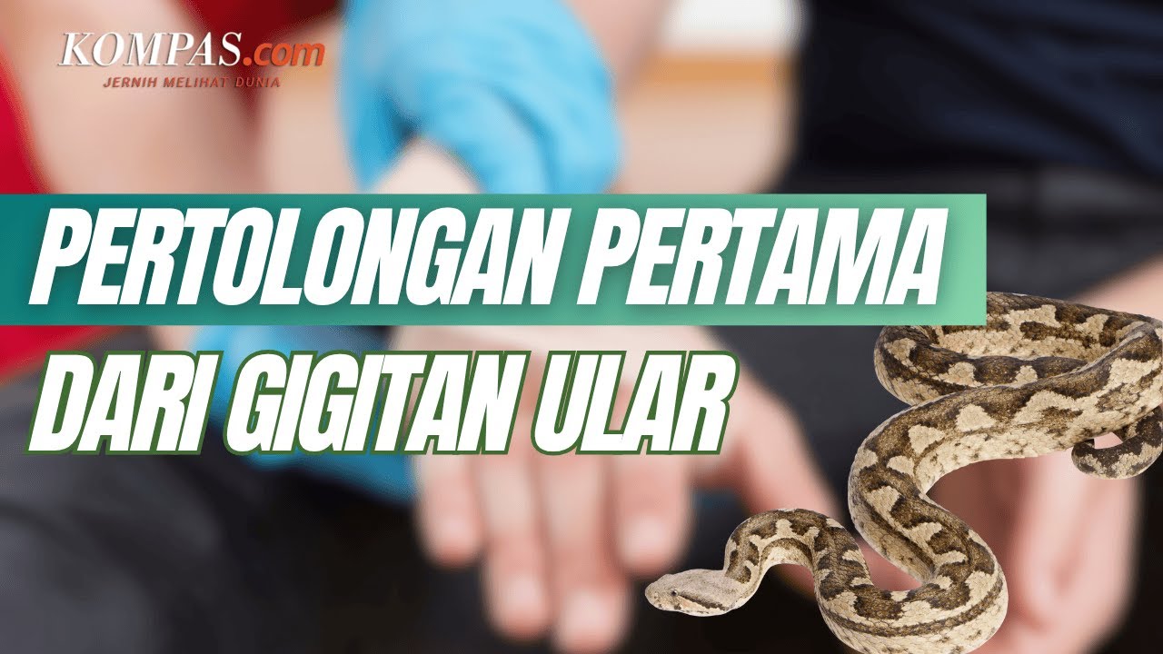 Pertolongan Pertama Saat Digigit Ular - YouTube