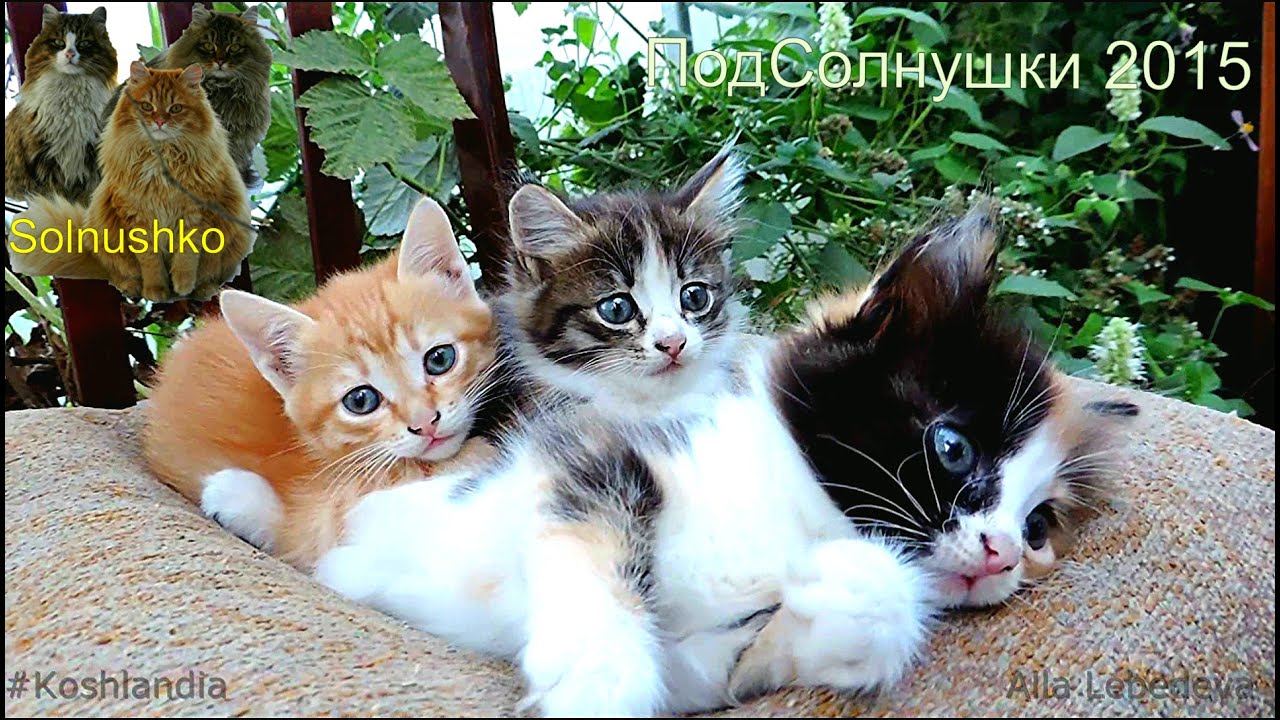 Kittens mom Solnushko ПОДСОЛНЫШКИ 2015 - YouTube
