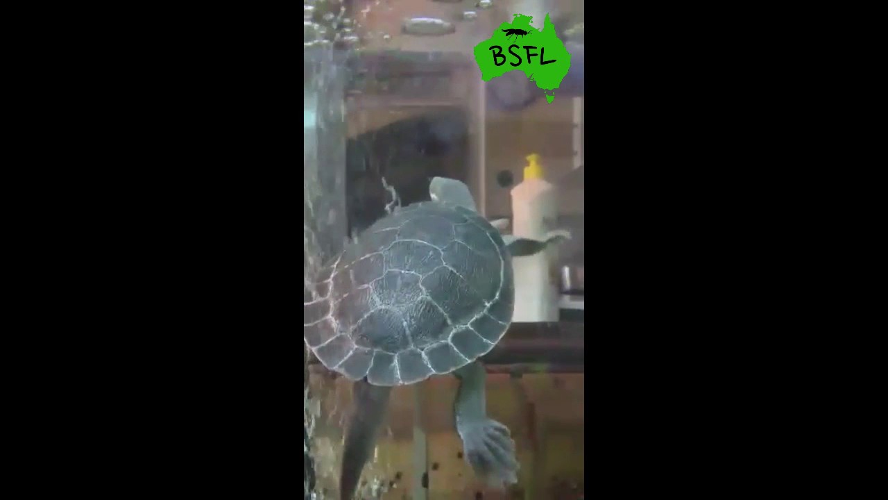 Hugo the Macleay Short Neck Turtle eating Black Soldier Fly Larvae ...