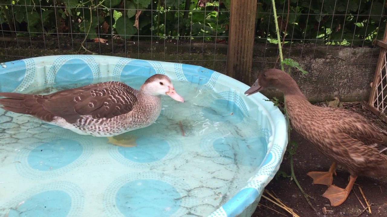 Ducks Show Us How To Cool Off In Summer Heat - YouTube