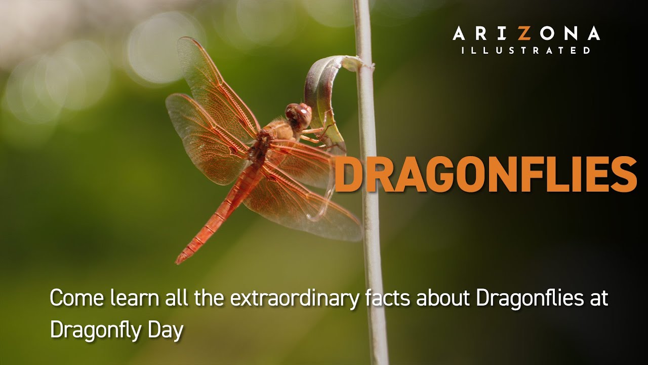 Dragonflies: Learn About This Ancient Insect With Jeff Babson - YouTube