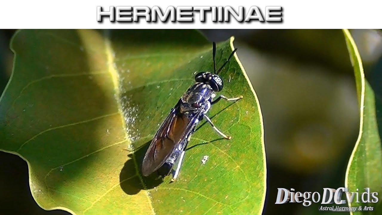 Hermetia Illucens - Black soldier fly (Hermetiinae) Mosca-soldado - YouTube