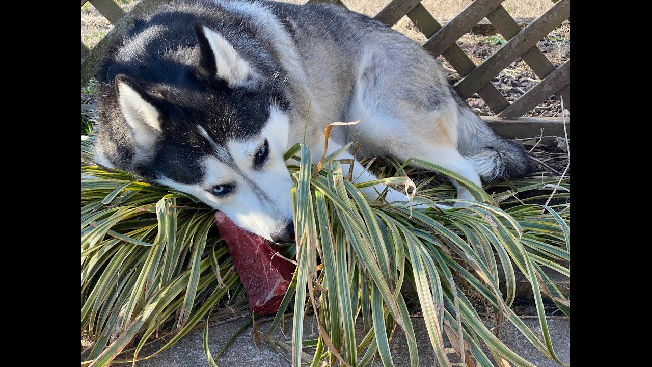 Siberian Huskies Eat Steak for Dinner -- Yummy :) - YouTube