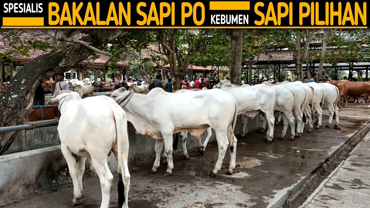 Harga Bakalan Sapi PO Super Kebumen Usia 1 Tahun Sapi PO Pilihan Pak ...