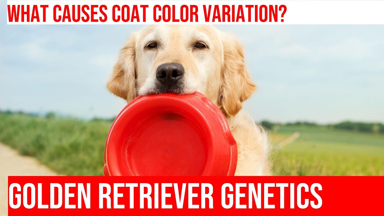 Golden Retriever Genetics: Uncovering the Secrets of Coat Colors and ...