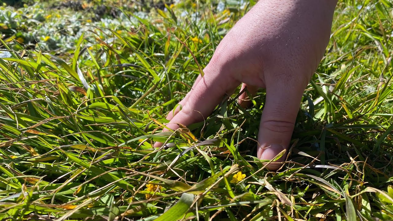 My First Time Touching Grass - YouTube