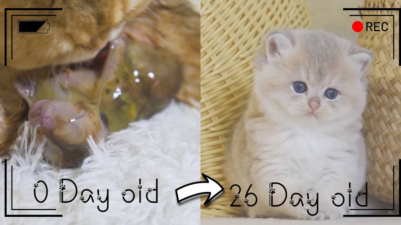 How kitten Afternoon grow up: from 0 to 30 days - YouTube