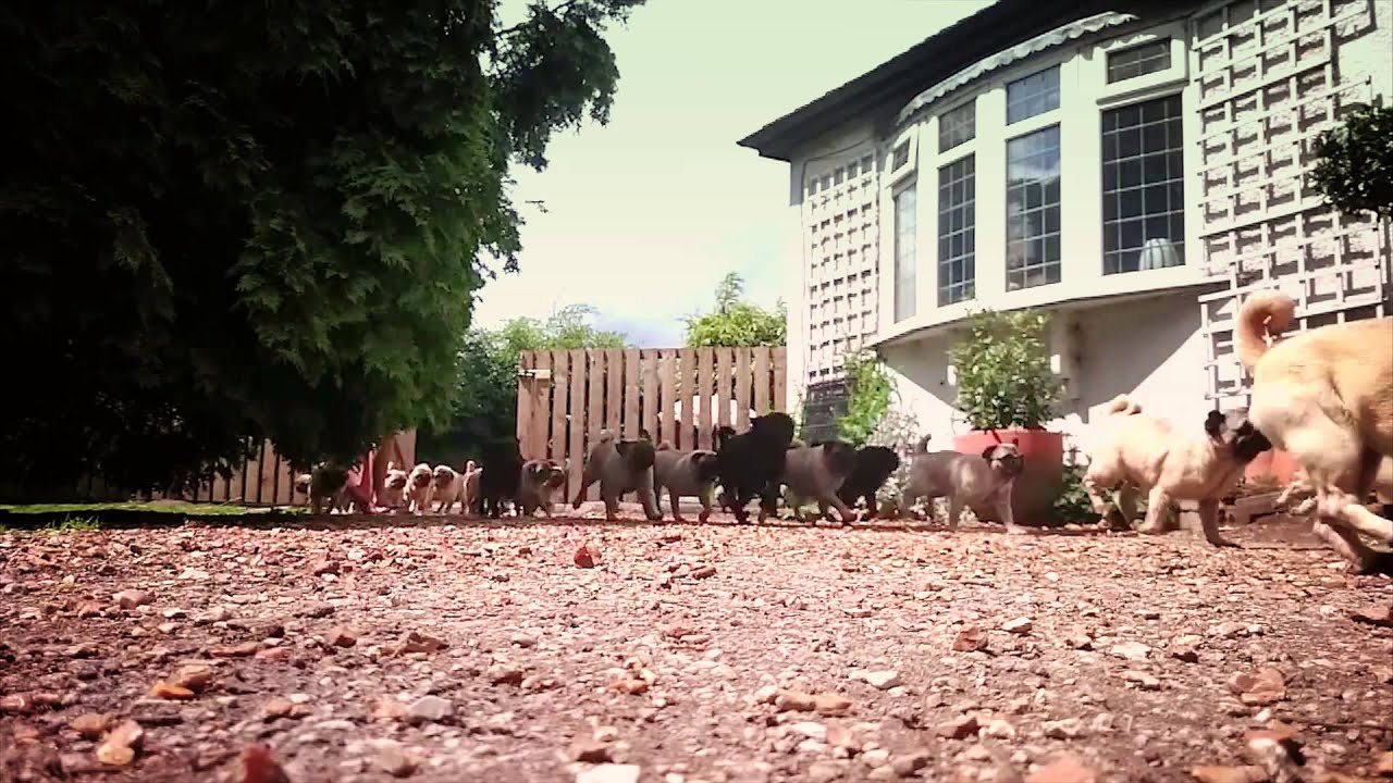 For the Love of Pugs teaser trailer 3 with bubblebeccapugs - YouTube