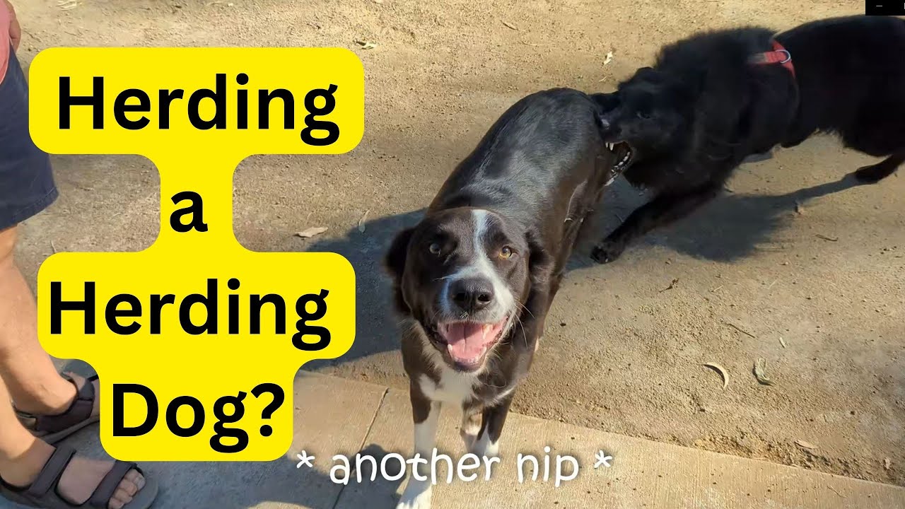 Belgian Shepherd Herding Instinct with a Border Collie - YouTube