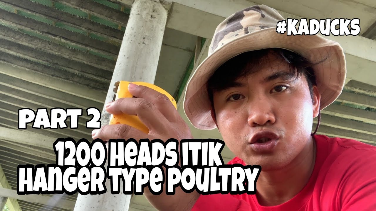 EP69 - DISENYO NG 1200 HEADS ITIKAN POULTRY DUCK FARMING #KADUCKS - YouTube