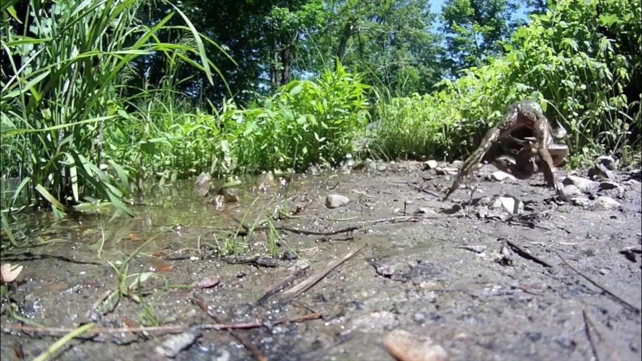 Frog Sex Frogs In The Sun 2 0 Youtube