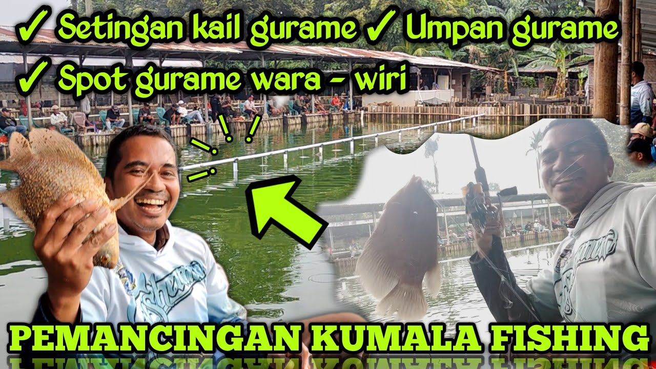 TRIK MANCING GURAME DI KOLAM ‼️ TEKNIK, TRIK DAN CARA MANCING GURAME ‼️ ...