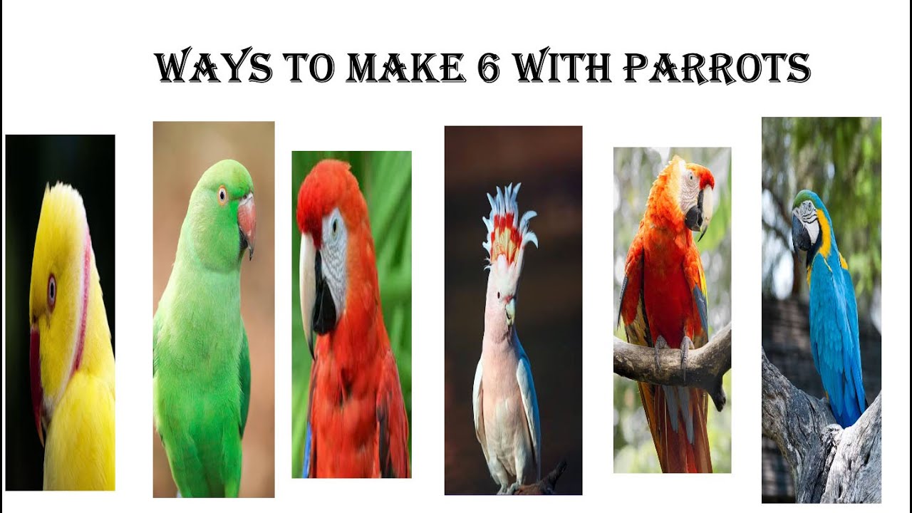 Fun With Numbers by Adding Ways to Make 6 With Parrots #4 - YouTube