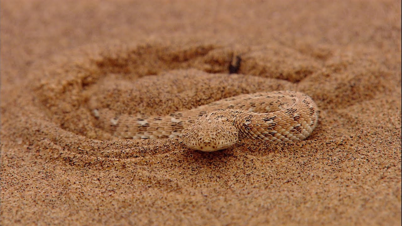 Video of a Viper Burrowing and Disappearing into the Sand Will Freak ...