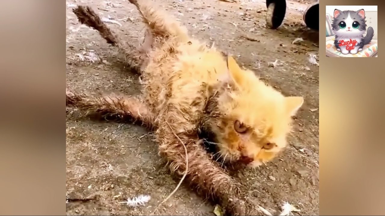 Rescue A Cat's Journey from Abuse to Hope with the Help of a Kind ...