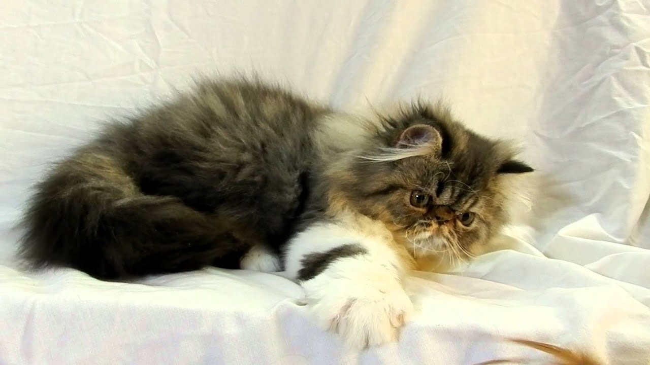 Munchland's Summernight (persian kitten in Kuwait) - YouTube