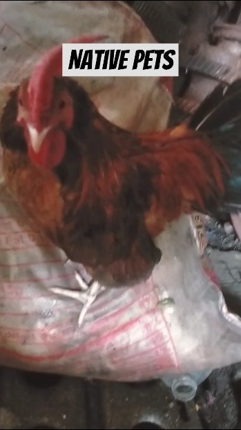 NATIVE PETS AT HOME #shorts - YouTube