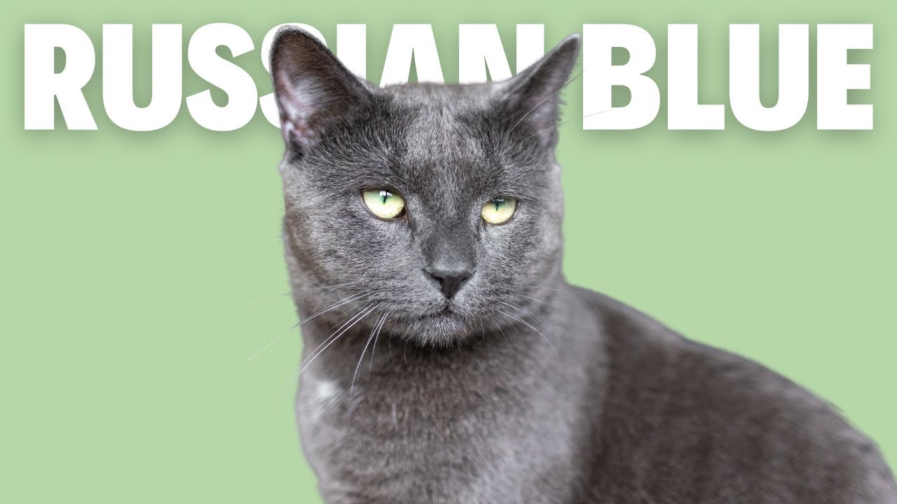 7 Ways You Can Emotionally Hurt Your Russian Blue Without Knowing It ...