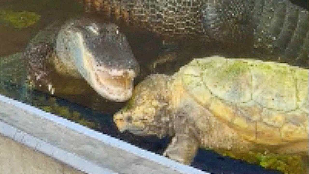 Top 5 Turtles Funny Moments - YouTube