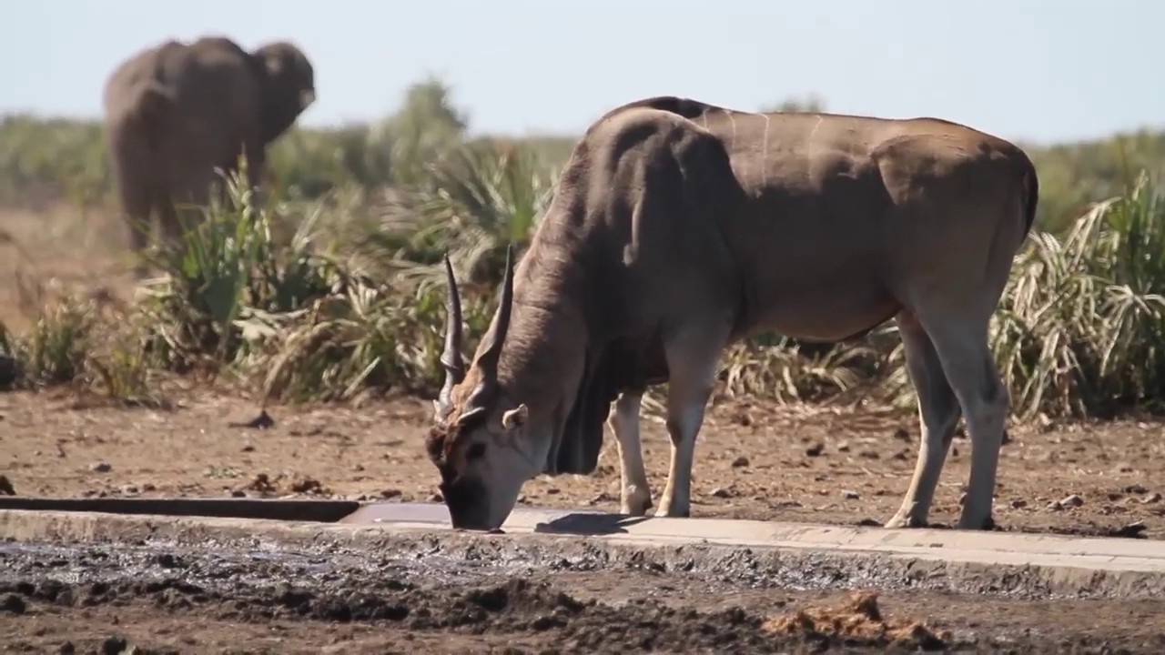 Biggest Antelope in the world drinking water at Boyela Waterhole in the ...