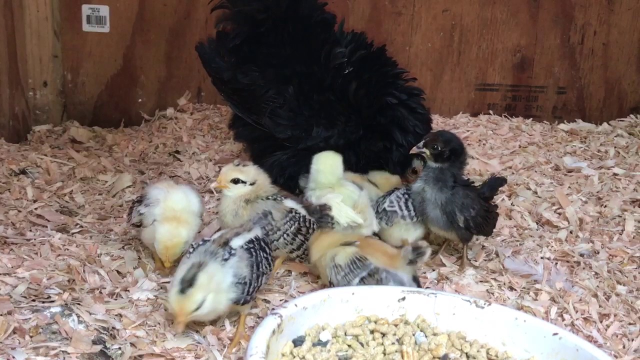 Silkied Chicks, Smooth & Frizzled Seramas - YouTube