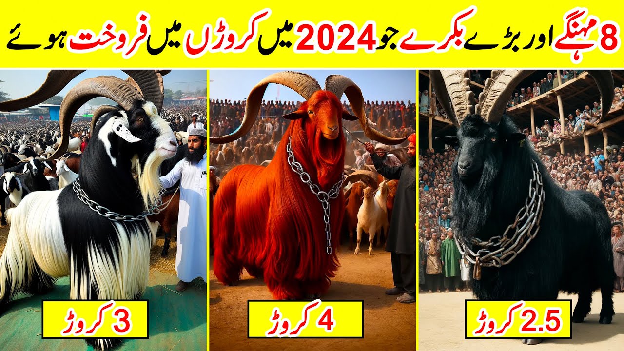 Top Most Expensive Qurbani Bakra in Pakistan 2024 | Amazing Info - YouTube