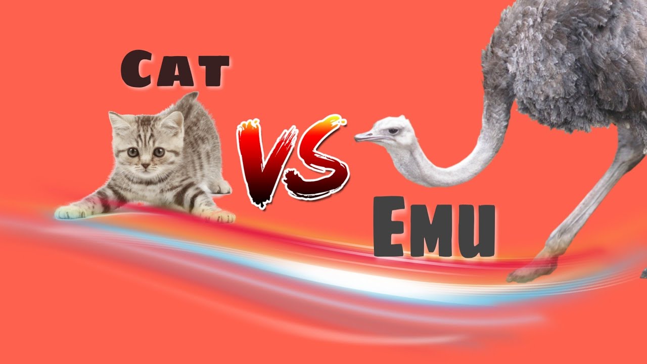 Cat vs emu. Funny fight - YouTube