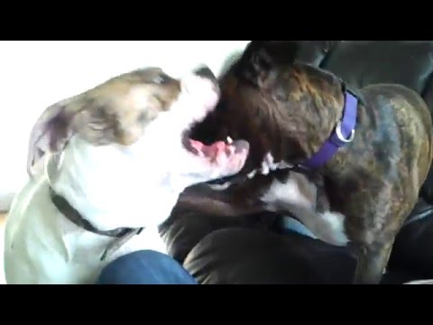 KILLER DOG FIGHT bulldog vs boxer dog - YouTube