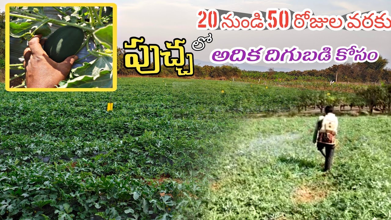 రైతు పుచ్చ పంట పై అదిక దిగుబడి కోసం ఇలా చేయాల్సిందె For High Yield In ...