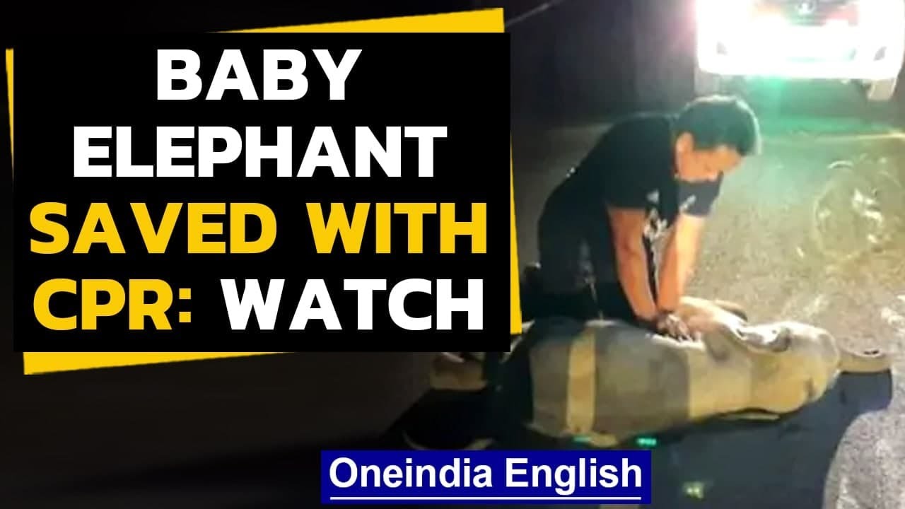 Baby elephant rescued with CPR after road accident: Watch | Oneindia ...