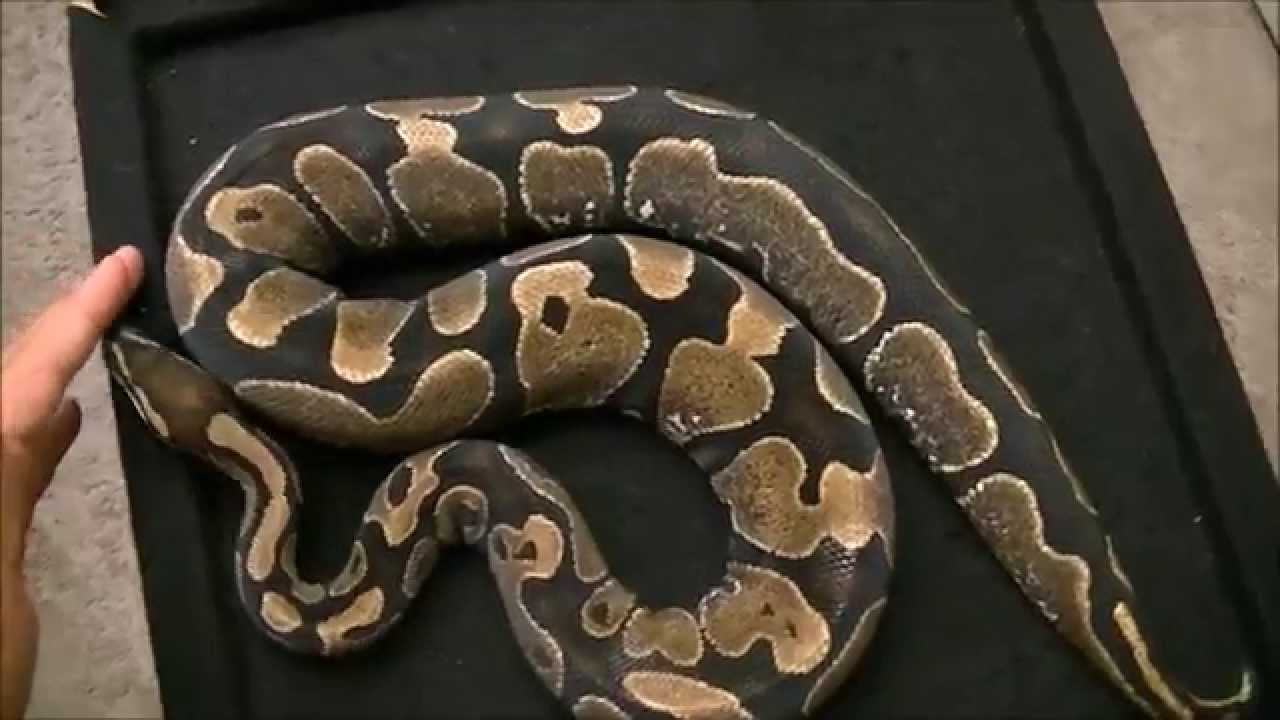 Calico Ball Python Morph as Baby And Adult - YouTube