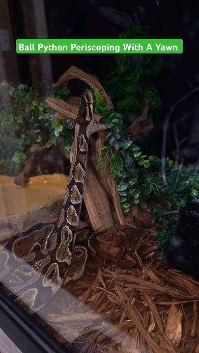 Ball Python Abigail (Periscoping) For 45 Seconds Straight. Just ...