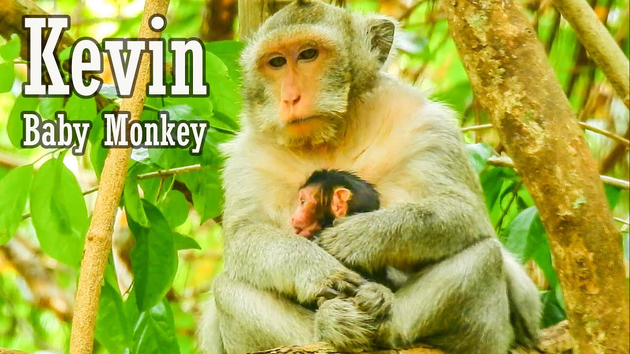 A little baby Kevin have looked after with carefully by his mom Katie ...