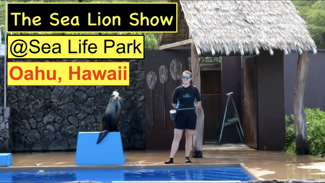 Sea Lion Show @ Sea Life Park - Oahu, Hawaii - YouTube