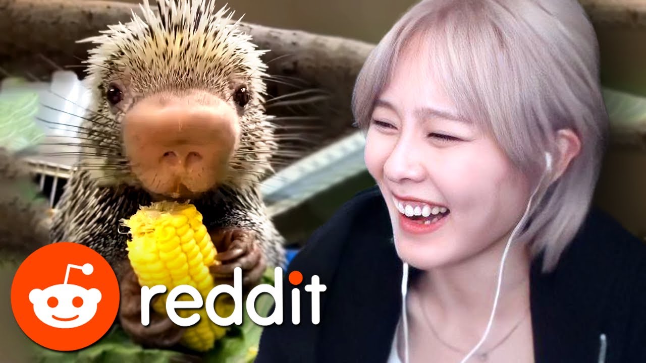 39daph Reacts to Reddit #44 - YouTube