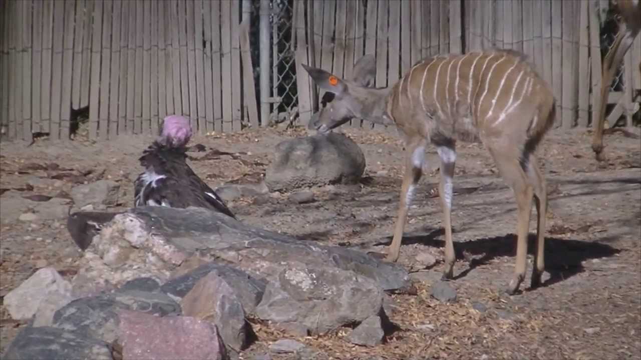 Baby Lesser Kudu Vs Lappet Faced Vulture - YouTube