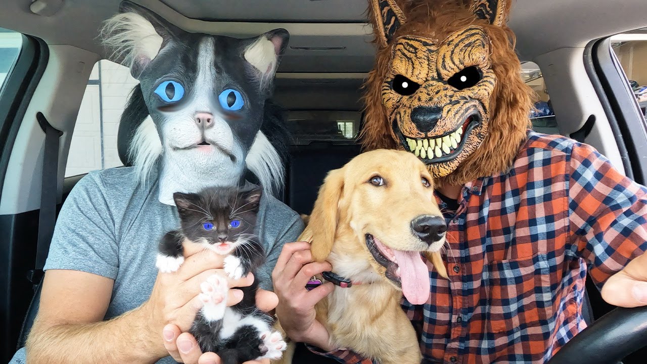 Wolf SURPRISES Cat & Kitten With Car Ride Chase! - YouTube