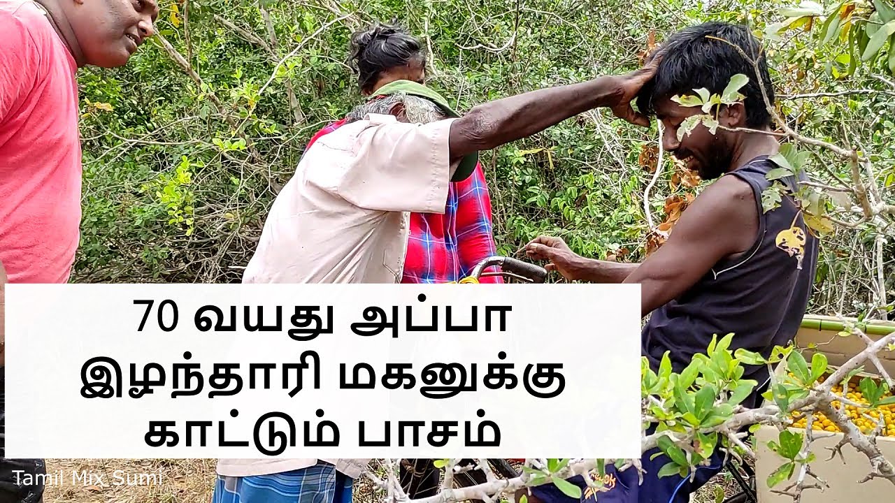Palai Palam | Seasonal Fruit | Palaipalam | Vanni Forest | Appa pasam ...